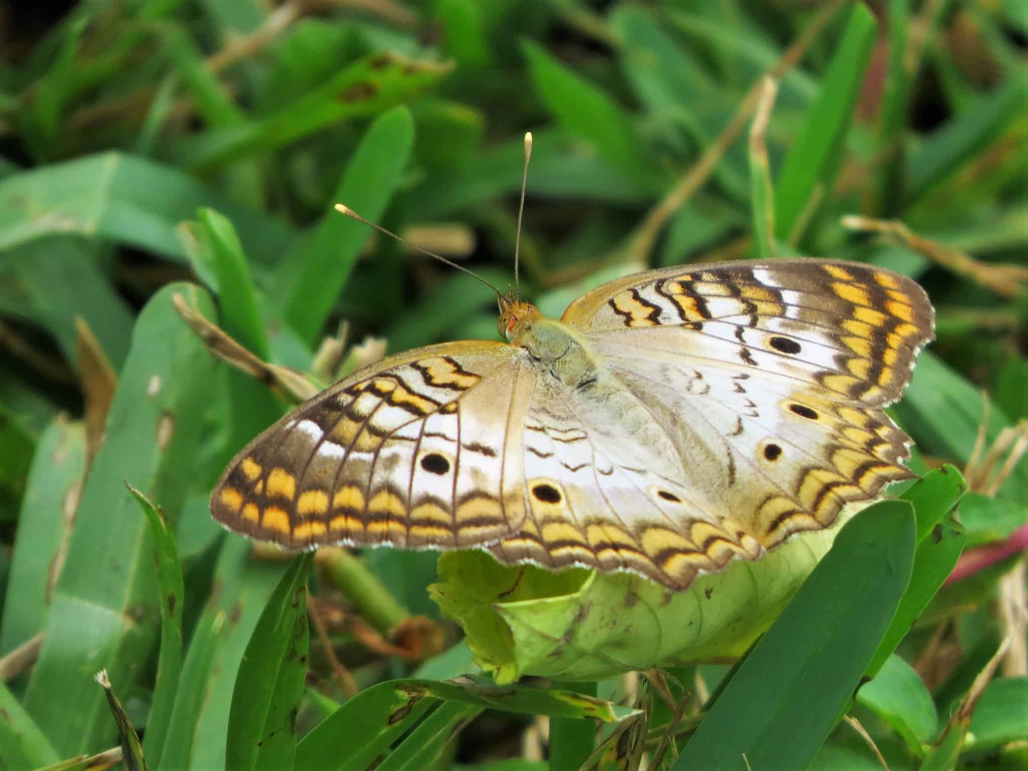 6 Basic Butterflies’ Behavior to Become a Better Watcher - bugsnroses.net