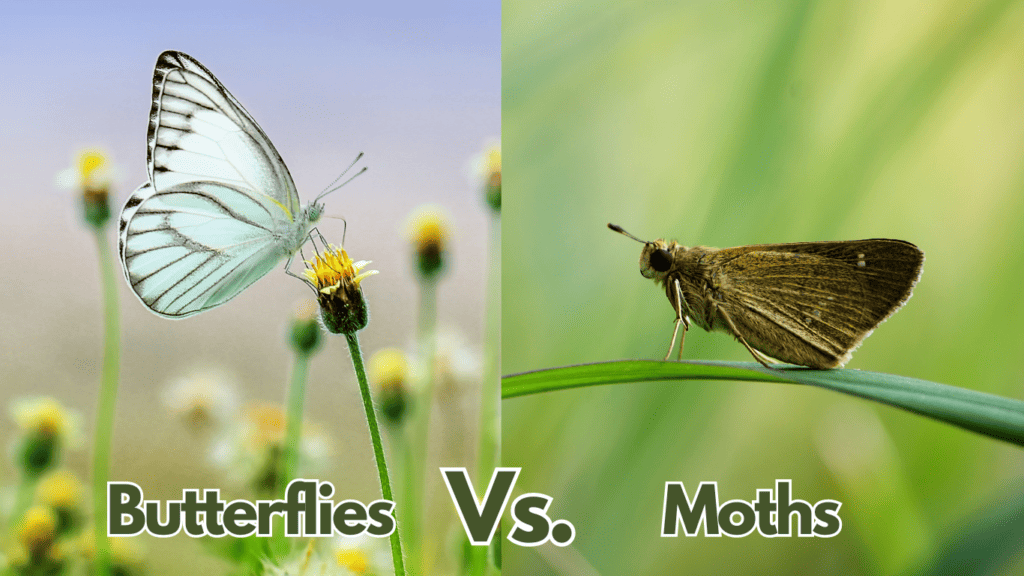 Butterflies Vs. Moths: How Easy to Spot The Differences? - bugsnroses.net