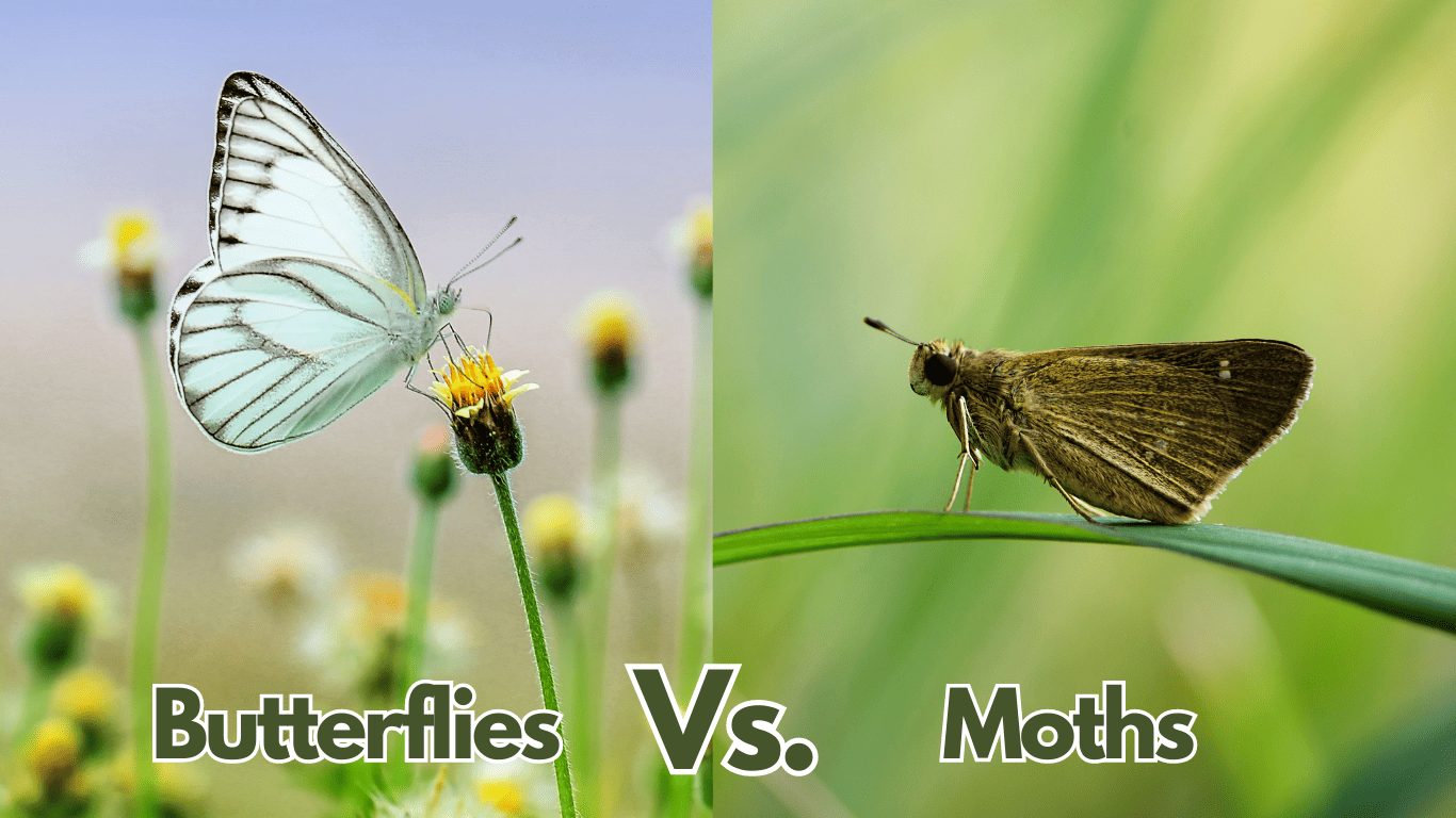 Butterflies Vs. Moths: How Easy to Spot The Differences? - bugsnroses.net