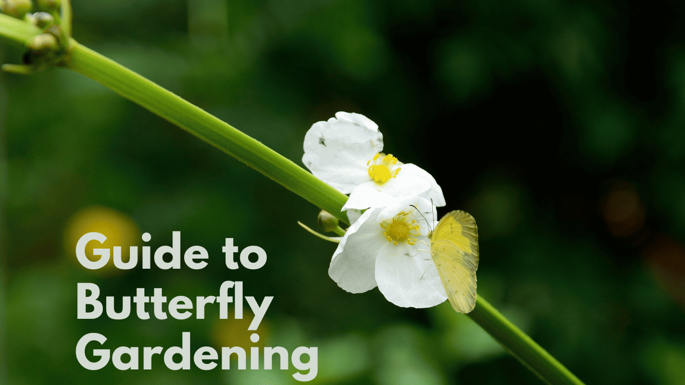 The Ultimate 7-Step Guide to Butterfly Gardening Basics - bugsnroses.net