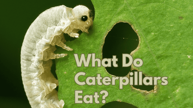 What Do Caterpillars Eat? A Comprehensive Guide to Their Diet ...